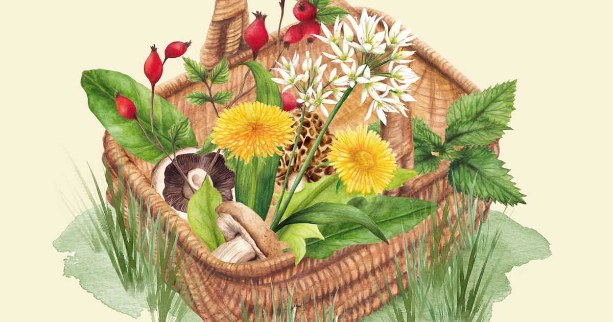 Watercolour illustration -Foraging Wild Foods | The Dots
