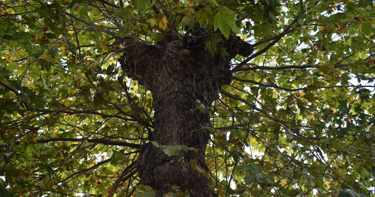 Reconnecting with Nature During Lockdown | The Dots