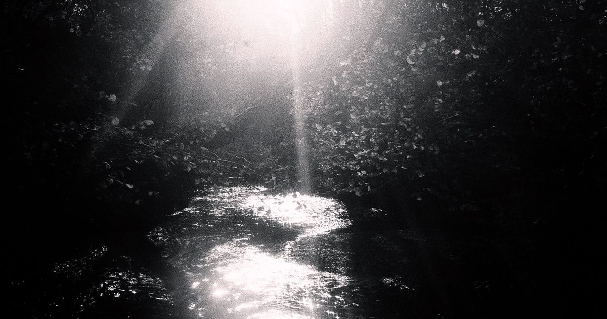 The New Forest | The Dots